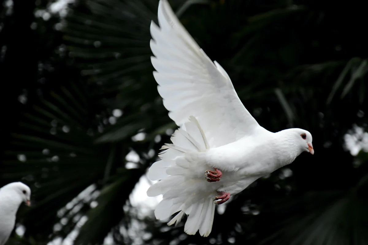 The Mystical Significance of Angel Number 1414: Unveiling its Hidden M ...